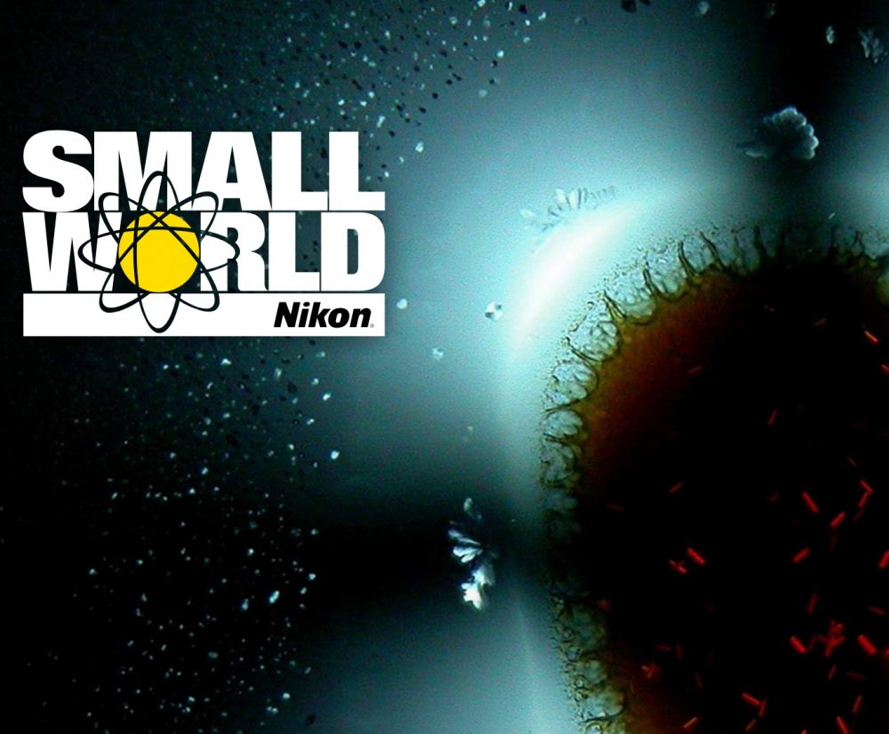 Nikon Small World Competition 2021 | Photo Contest Deadlines